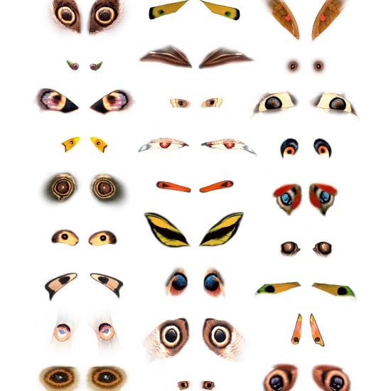 Eye Chart - McLean Project for the Arts